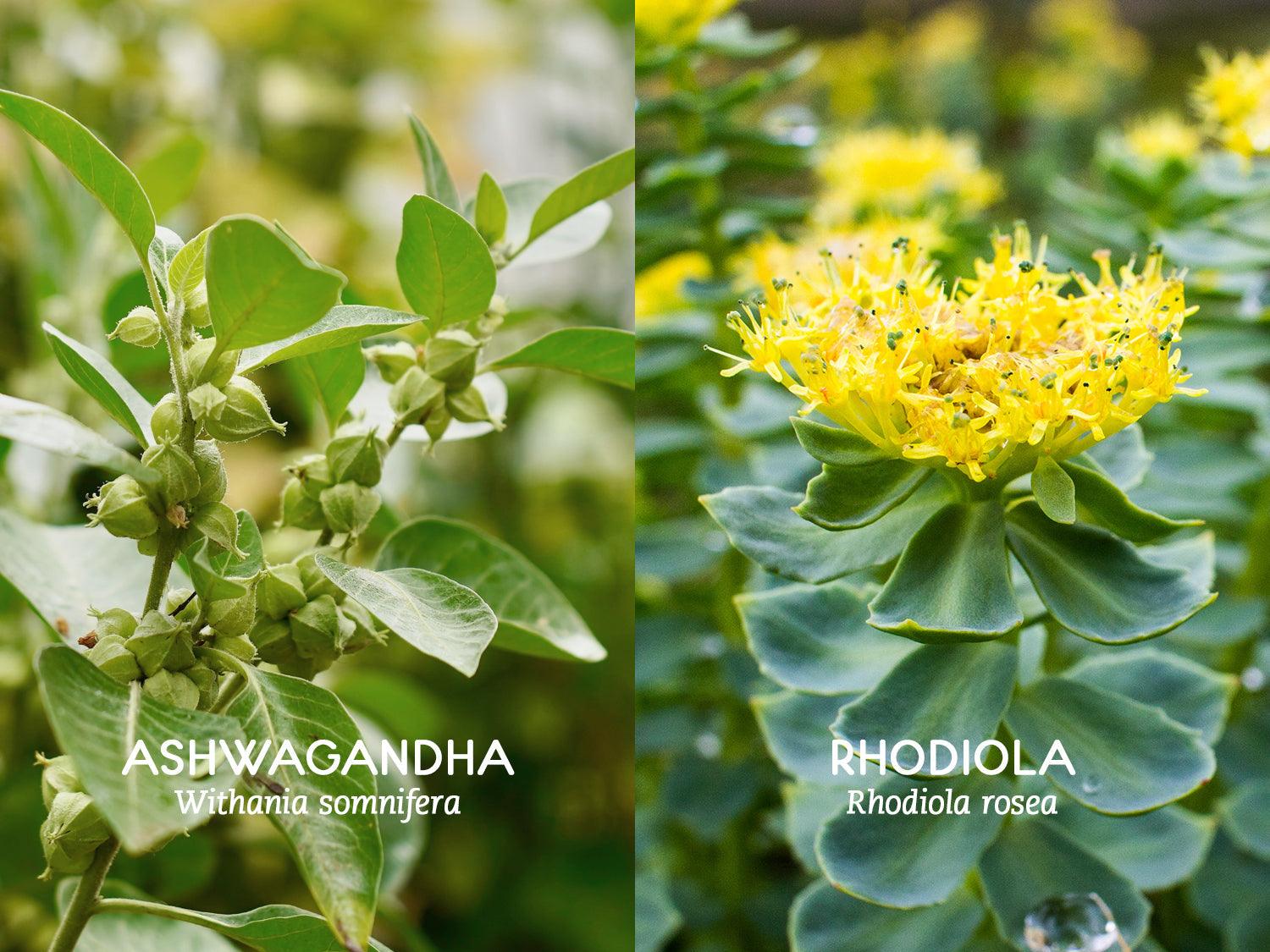 Exploring Two of the Top Adaptogens: Ashwagandha and Rhodiola rosea